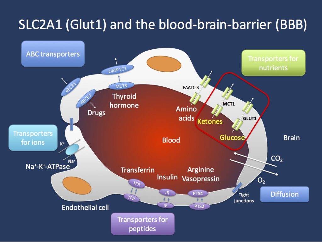 Spring Research Roundtable Summary | GLUT1 Deficiency Foundation